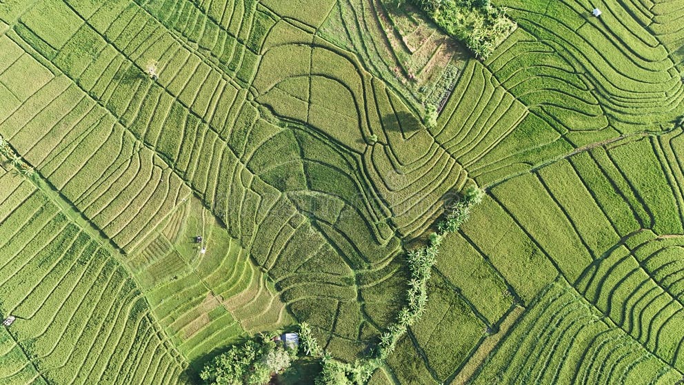Aerial Drone View of Terraced Rice Fields Landscape Stock Image - Image ...