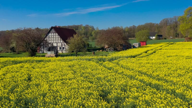 Aerial Drone View of Yellow Rapeseed Fields in German Countryside Stock ...