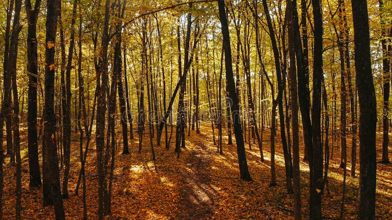 Aerial Elevated View of Green Forest . Flight through Wild Autum Stock ...