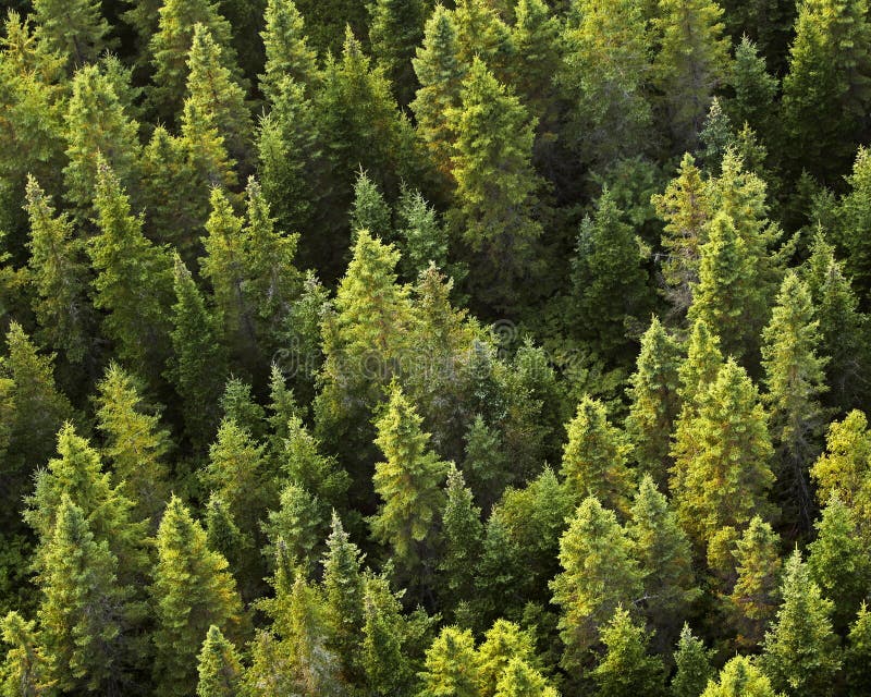 Aerial Evergreen Trees stock photo. Image of outside - 61239192