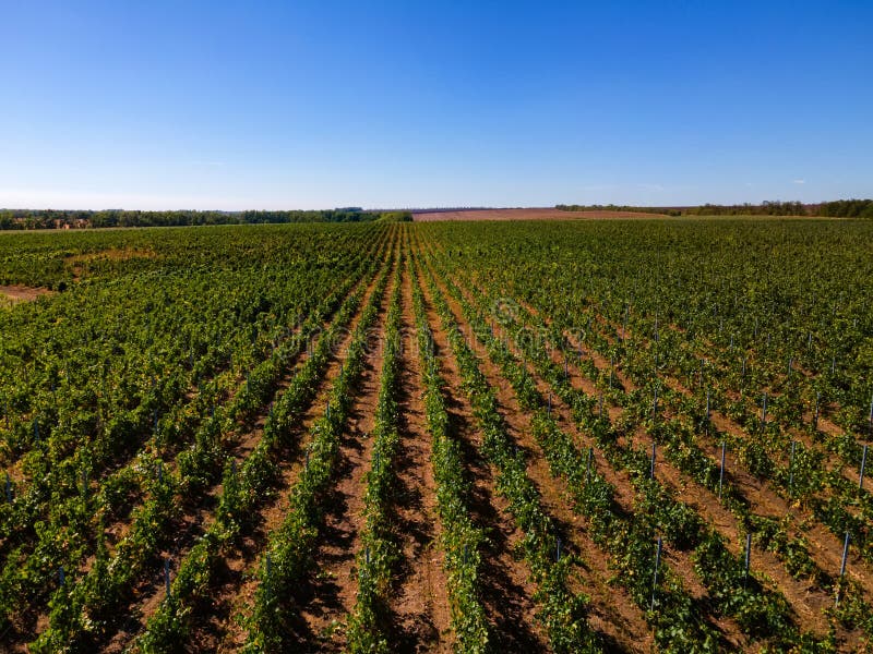 Aerial Flat Top View of a Vineyard in Summer Stock Photo - Image of ...