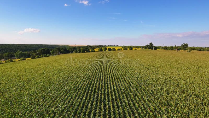 Corn Field Top View. Flying Over the Corn Field in Summer Stock Video ...