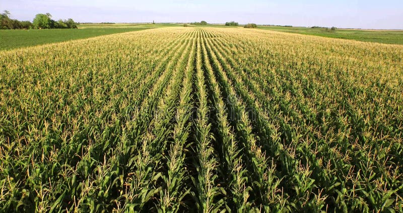 Aerial Flight Over Corn Plant Field Stock Footage - Video of food ...
