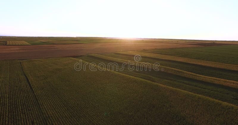 Flight Over Agricultural Grain Fields - a Closeup View of a Golden ...