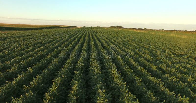Flight Over Agricultural Grain Fields - a Closeup View of a Golden ...