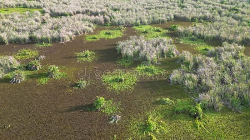 Aerial Fly Over the Ecosystem Wetland Stock Video - Video of water ...