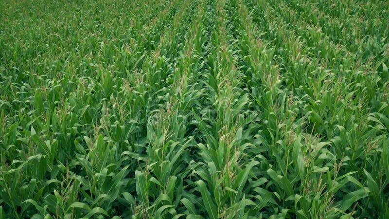 Flying Over Rows of Corn Field Stock Video - Video of crop, farming ...
