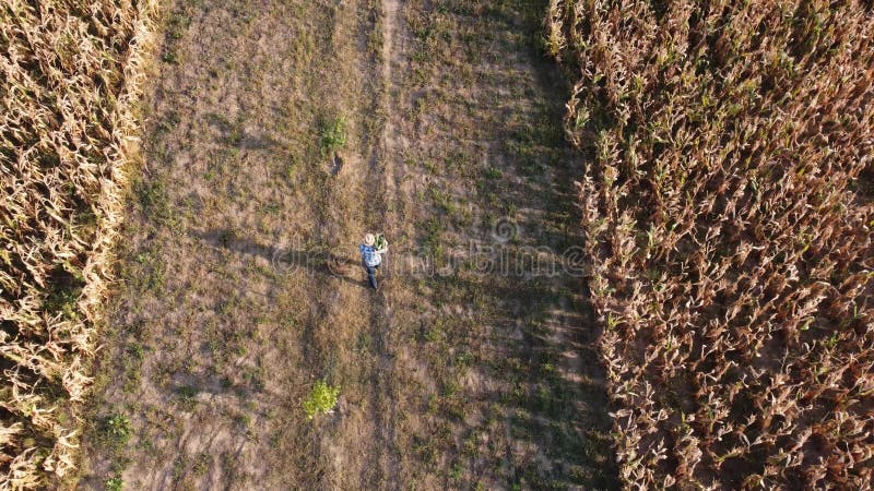 Farmer In A Corn Field A Worker In A Hat With A Shovel Walk On A Corn Field With His Back