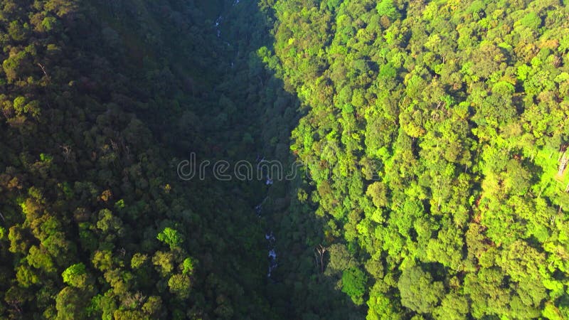 Aerial Footage of a River Path in the Middle of a Dense Forest Stock ...