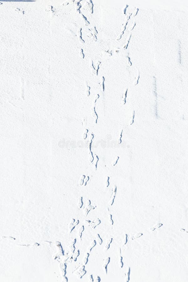 Aerial of Footsteps in Snow Stock Image - Image of barefoot, snow ...