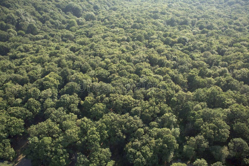 Aerial forest stock image. Image of green, scenery, natural - 24827673