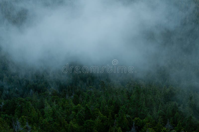 Aerial forest in fog stock photo. Image of landscape - 97414058