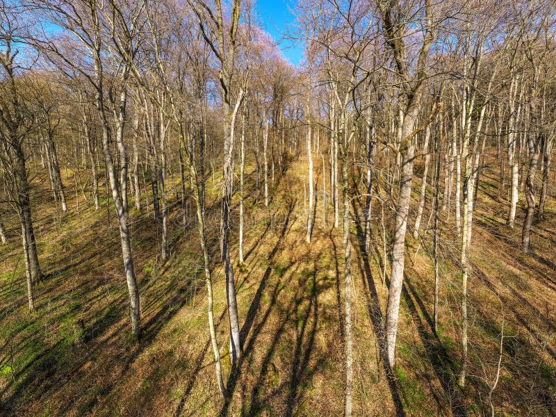 Aerial of a Forest in Spring Stock Image - Image of bald, wood: 178567843