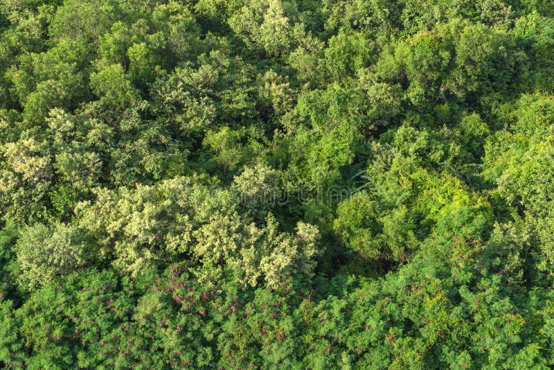 Aerial forest view on top of trees, Aerial forest view on top of
