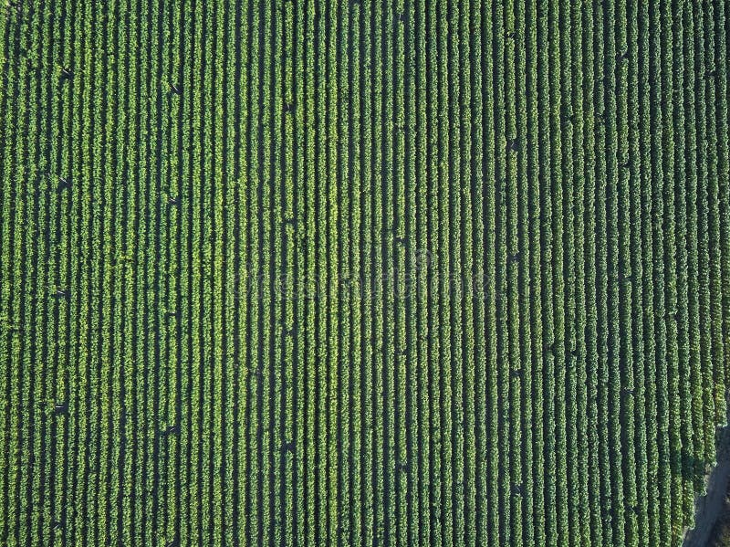 Aerial Front View of Tobacco Growing Fields. Straight Parallel Lines of ...