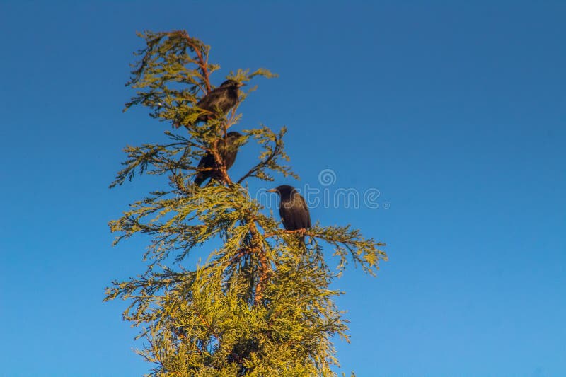 Aerial Gathering: Group of Common Starling Birds Over the Trees Stock ...