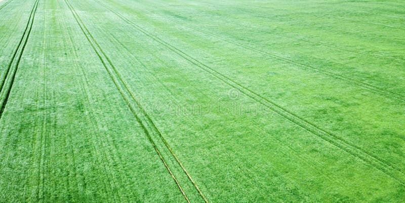 Aerial Green Wheat Field. Aerial View Large Green Field Stock Image ...