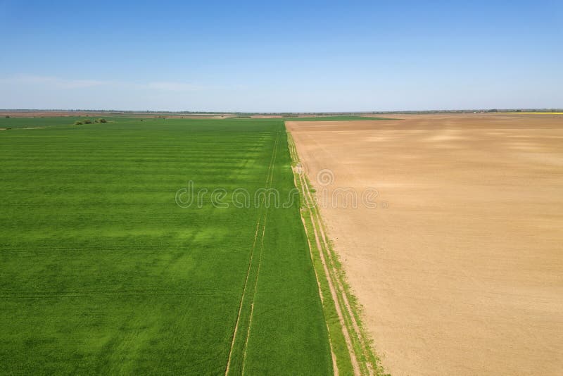 Aerial Green Wheat Field. Aerial View Large Green Field Stock Photo ...
