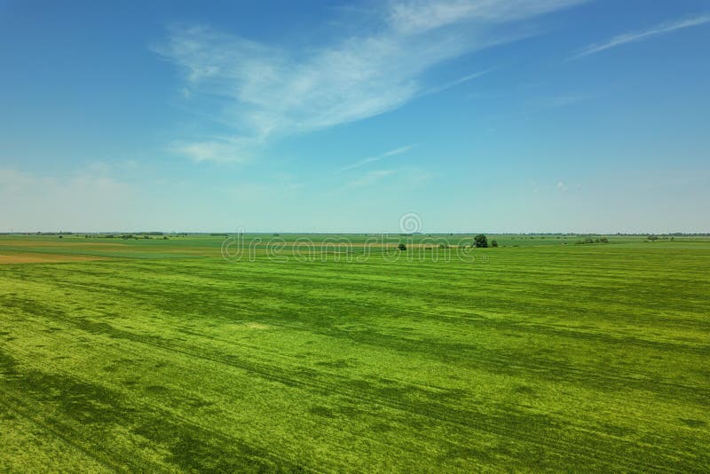 Aerial Green Wheat Field. Aerial View Large Green Field Stock Image ...