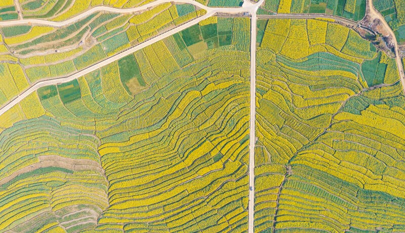 Aerial and Ground Views of an Asian Rice Field Stock Image - Image of ...