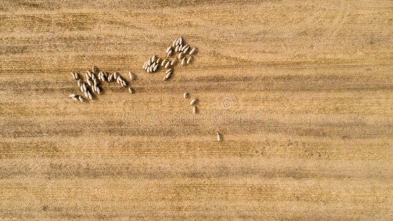 Aerial Herd of Sheep on Field. Top Down View of Sheep Stock Image ...