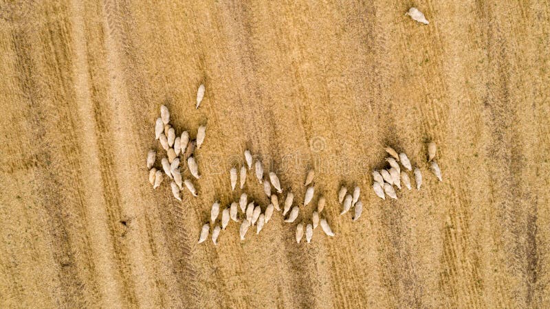 Aerial Herd of Sheep on Field. Top Down View of Sheep Stock Photo ...