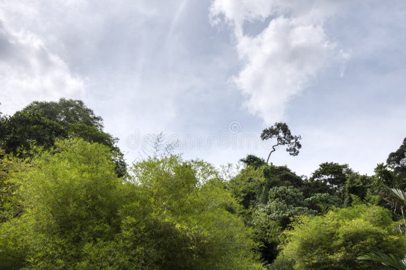 Scene of a Gloomy Evening Outdoor. Stock Photo - Image of grass ...