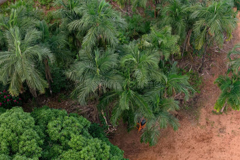 Aerial Mango Trees Stock Photos - Free & Royalty-Free Stock Photos from ...