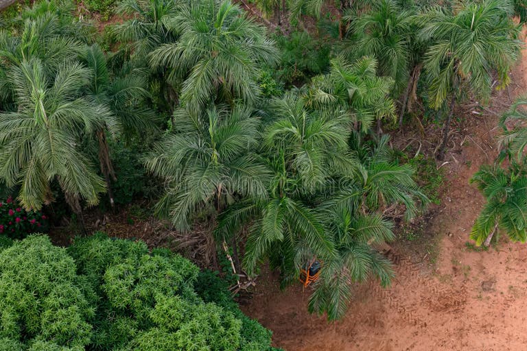 Mango Tree Canopy and Palm Trees Stock Image - Image of palm, aerial ...