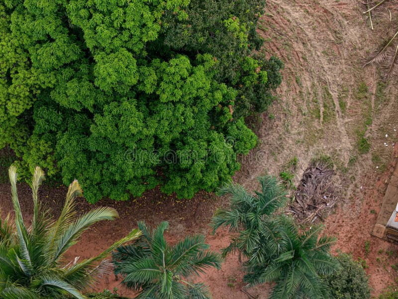 Mango Tree Canopy and Palm Trees Stock Image - Image of environment ...