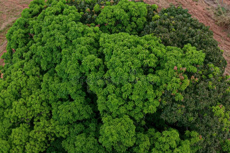 Aerial Image of Tree Top Mango Stock Photo - Image of foliage, green ...