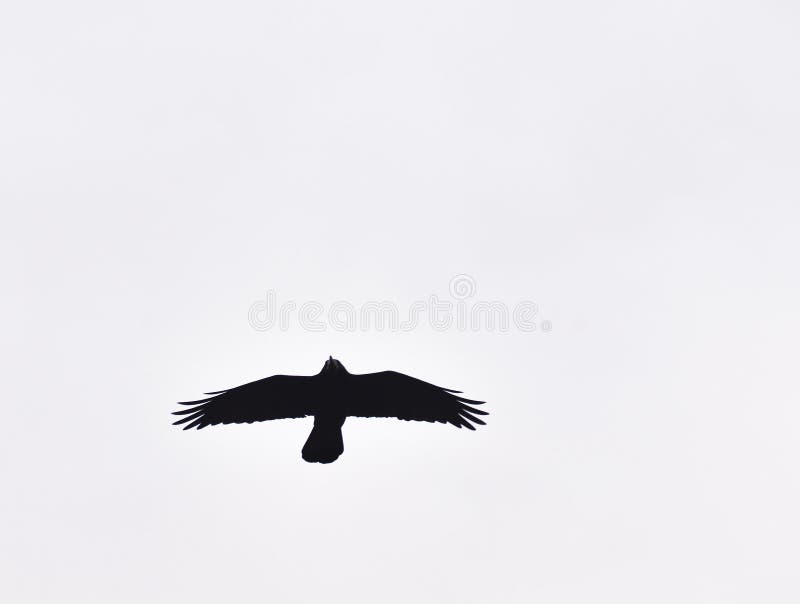 Aerial Landscape with Birds Stock Photo - Image of bird, crow: 188411182