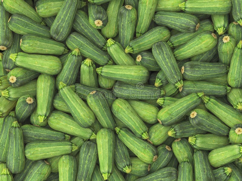 Aerial of Large Pile of Long Zucchini Stock Illustration - Illustration ...