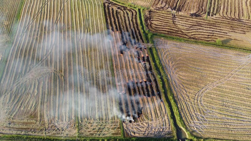 Straw Paddy Field after Burned. Stock Video - Video of traditional ...