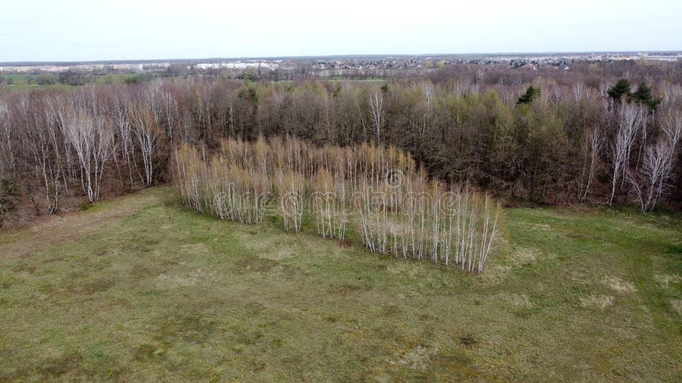 Aerial Natural View of a Forest Extinction Stock Image - Image of plant ...