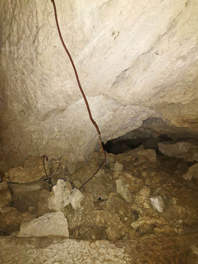 Aerial oak roots stock photo. Image of moss, landscape - 260645836