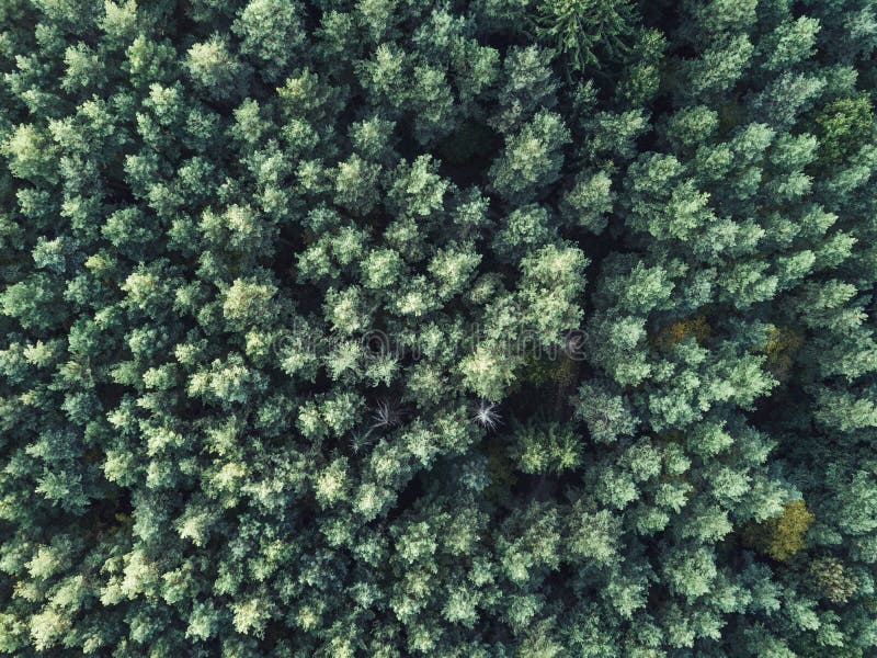 Aerial Overhead Shot of a Beautiful Thick Green Forest Stock Image ...