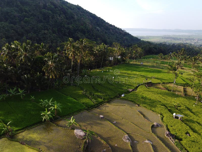 Aerial Panorama of Agrarian Rice Fields Landscape in the Village of ...