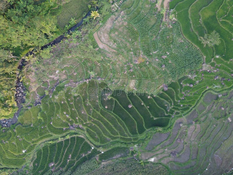 Aerial Panorama of Agrarian Rice Fields Landscape in the Village of ...
