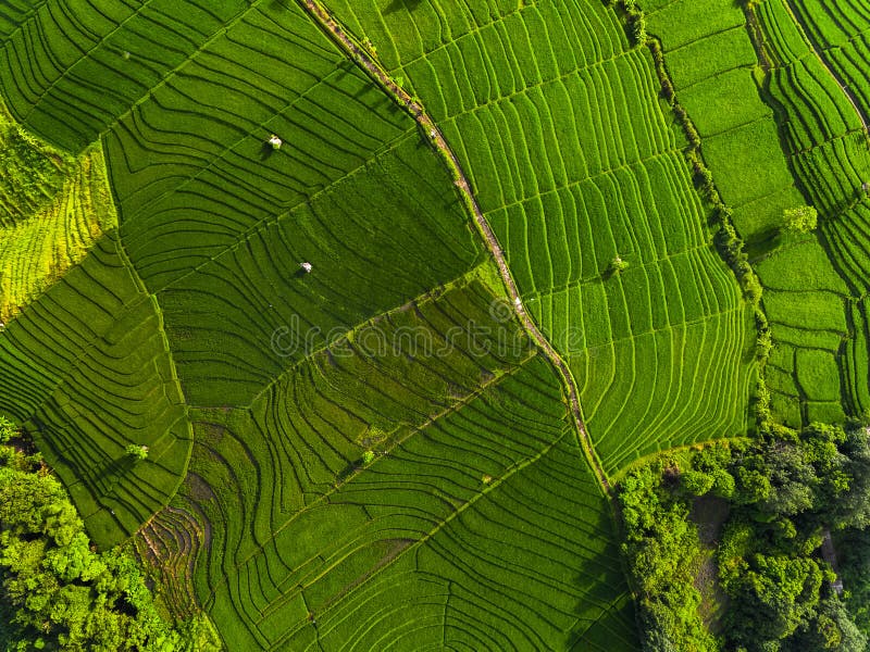 Aerial Panorama of the Green Rice Fields Stock Image - Image of high ...