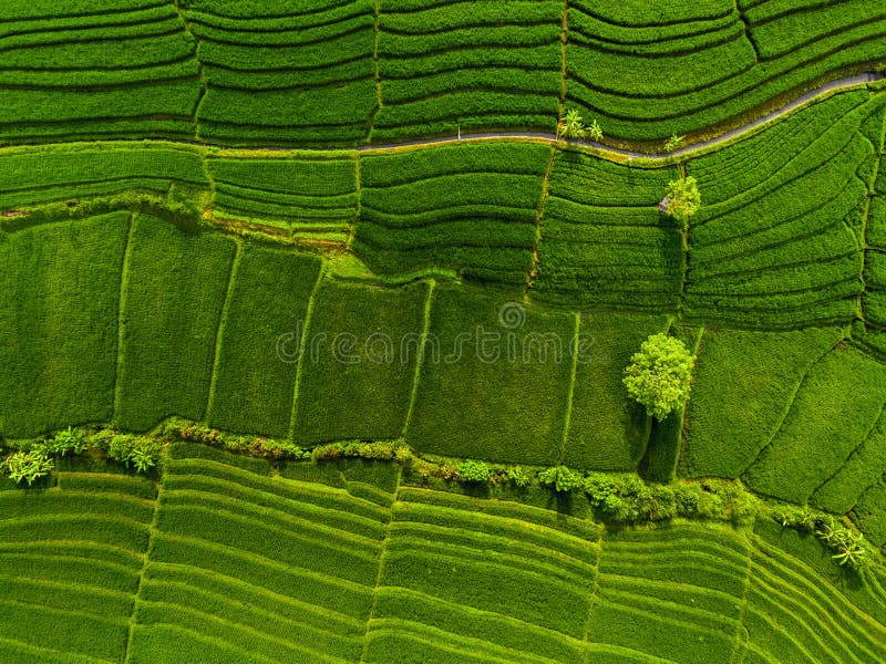 Aerial Panorama of the Green Rice Fields Stock Image - Image of land ...