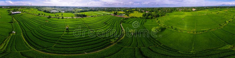 Aerial Panorama of the Green Rice Fields Stock Photo - Image of high ...