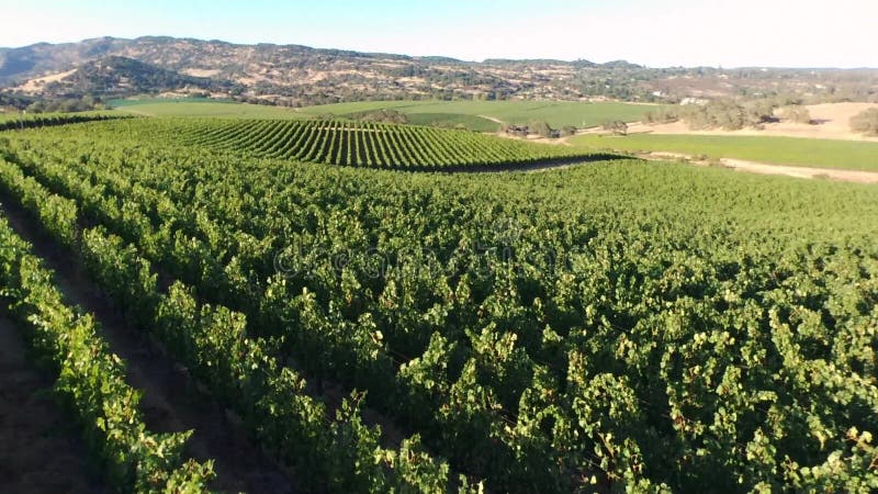 Aerial panorama vineyard stock video. Video of grapevine - 77131125