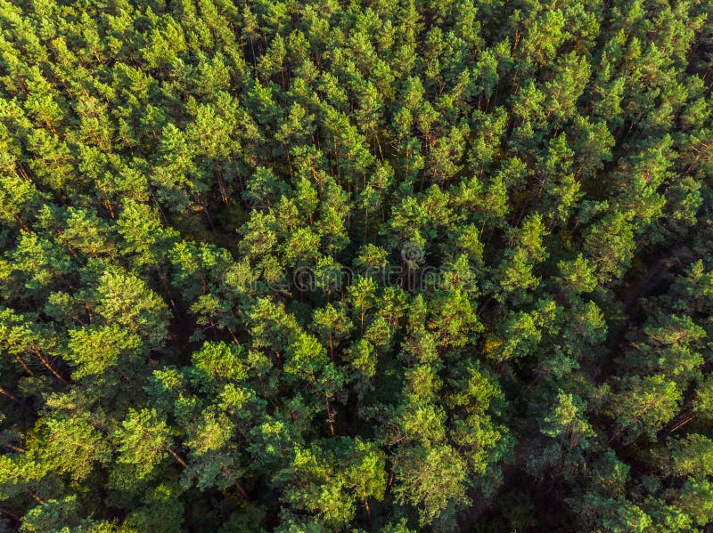 Aerial Panoramic View of Evergreen Pine Forest Stock Image - Image of ...