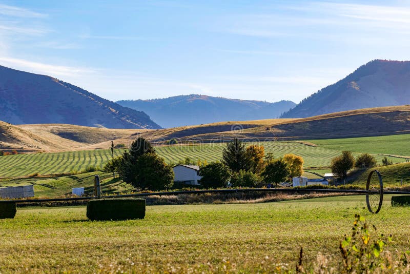 Aerial Panoramic View of Greenery Field Surrounded by Trees and ...