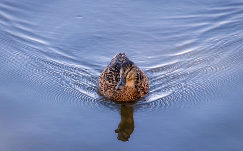 Aerial Panoramic View of a Mallard Duck Swimming in a Pond Stock Image ...