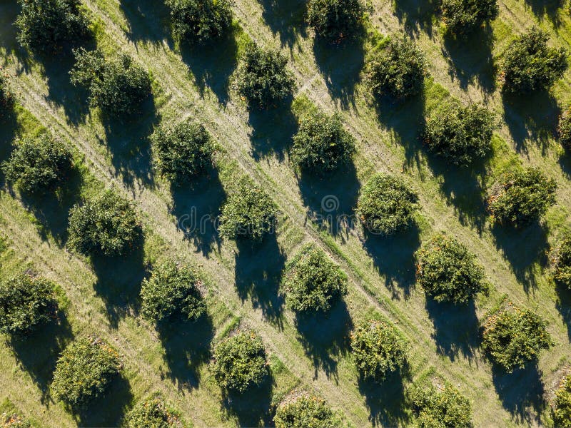 533 Aerial Orange Grove Stock Photos - Free & Royalty-Free Stock Photos ...