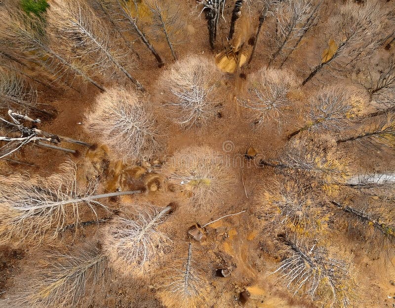 Aerial Photograph of Barren Winter Forest Stock Illustration ...