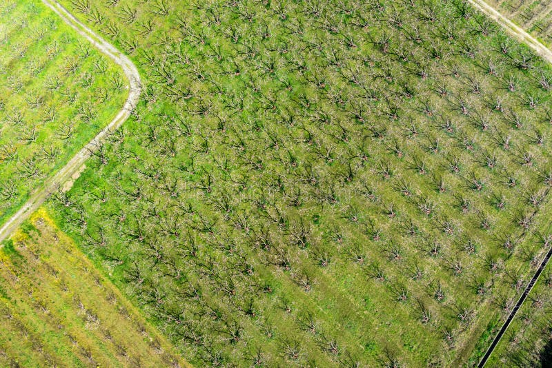 Aerial Photographs Blooming Peach Trees In An Orchard Stock Image ...