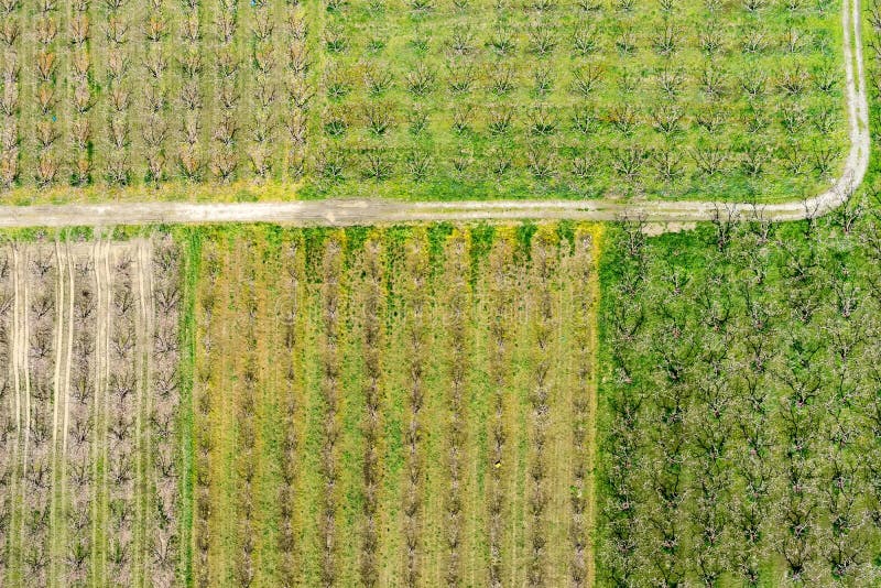 Aerial Photographs Blooming Peach Trees in an Orchard Stock Image ...
